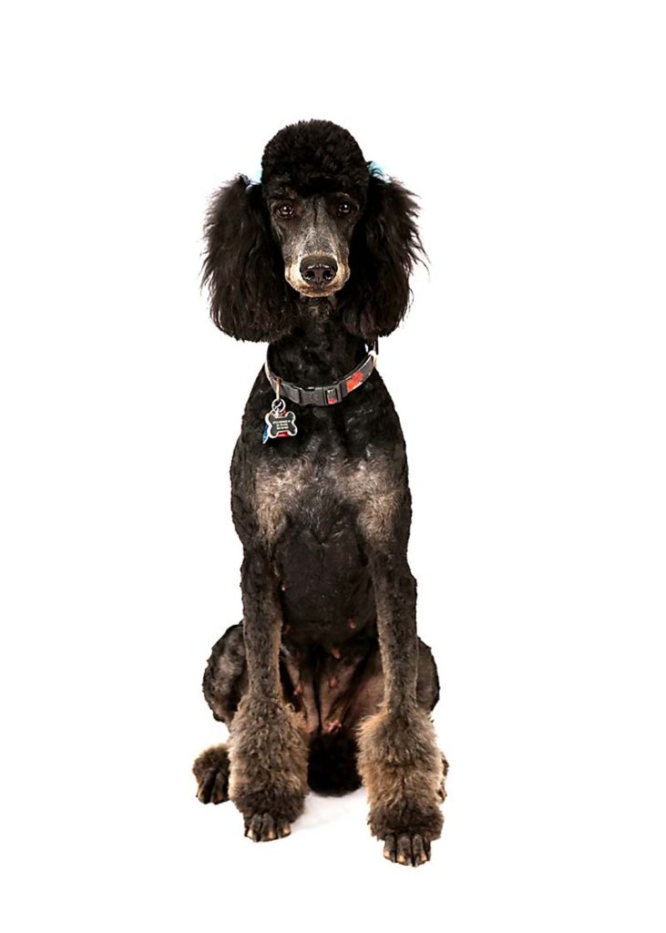 Dee Dee - Life Is Better With Doodles