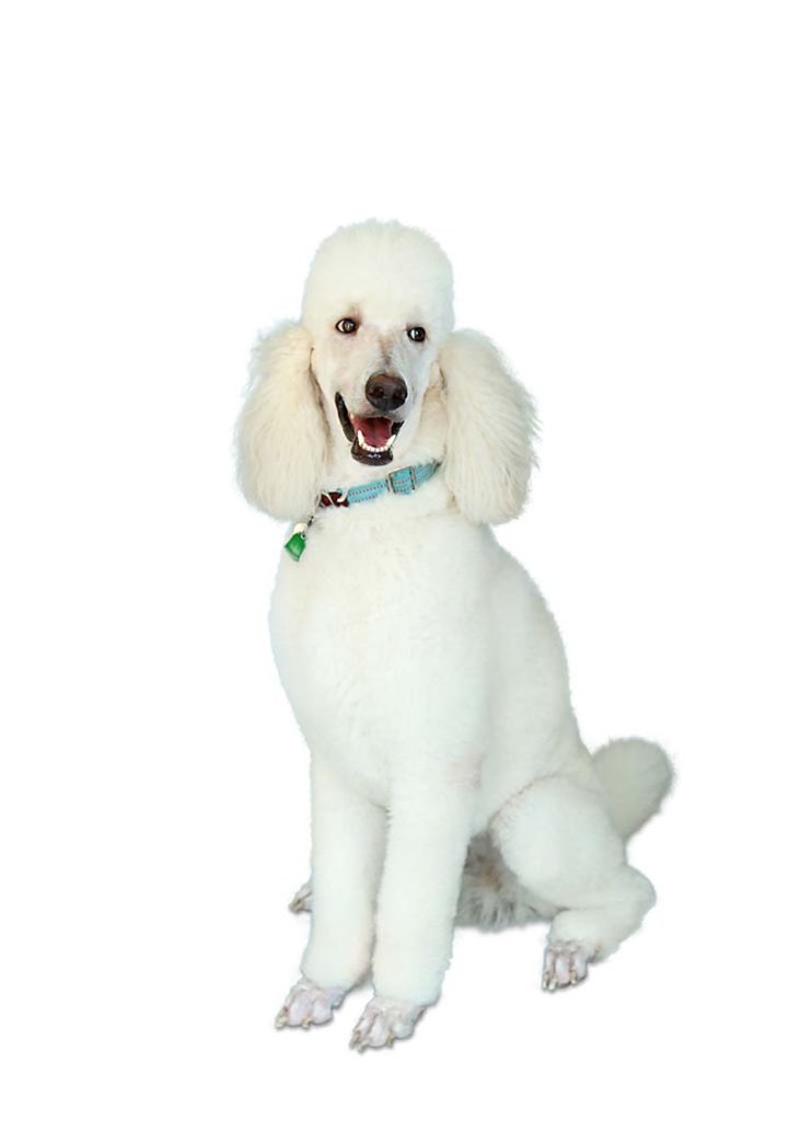 Romeo - Life Is Better With Doodles